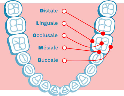 Dentition - Numbering/identification of teeth and quadrants - Centre ...
