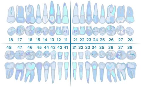 Dentition - Numbering/identification of teeth and quadrants - Centre ...