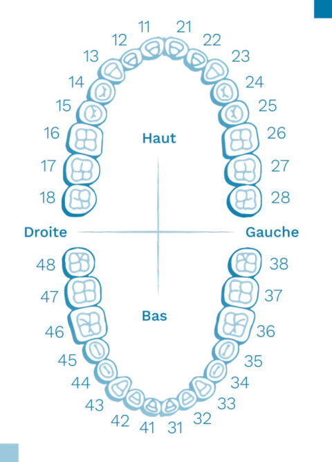Dentition - Numérotation/identification des dents et quadrants - Centre ...