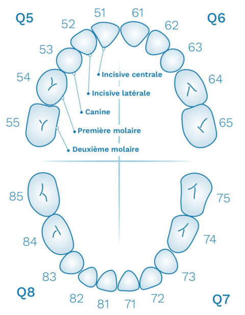 Dentition - Numérotation/identification des dents et quadrants - Centre ...