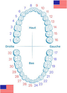 Dentition - Numérotation/identification des dents et quadrants - Centre ...