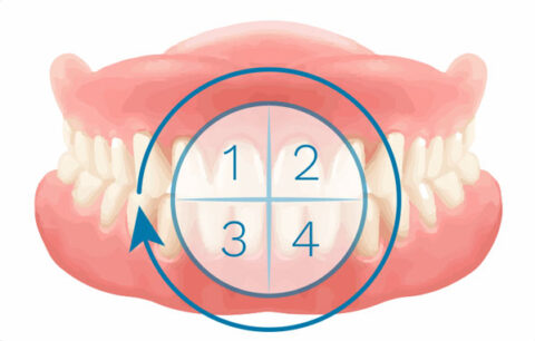 Dentition - Numbering/identification of teeth and quadrants - Centre ...